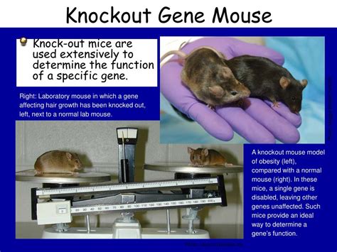 Ppt Genome Analysis Powerpoint Presentation Free Download Id 4872912