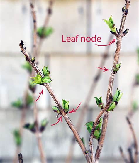 How To Propagate Hydrangeas Easy Methods For Growing More Shrubs