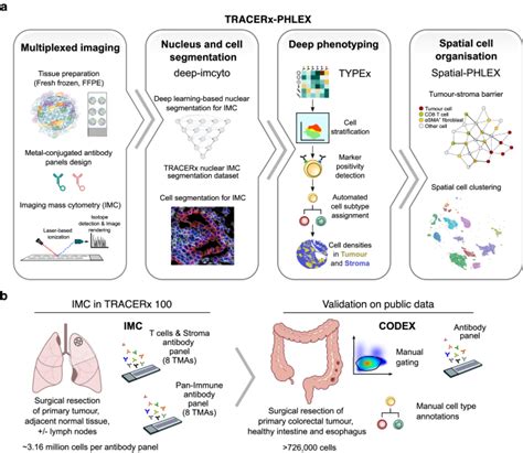 Deep Cell Phenotyping And Spatial Analysis Of Multiplexed Imaging With