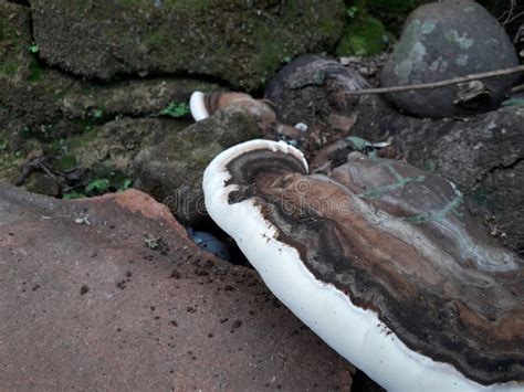 Closeup Of The Ganoderma Applanatum Fungus Or Bracket Fungus That Lives