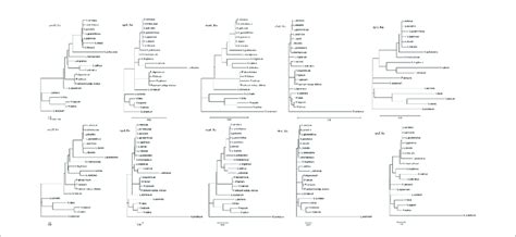 synonymous and nonsynonymous divergence in the fabeae chloroplast