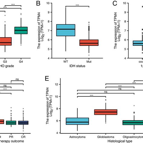 box plot assessing tpm4 expression in patients with glioma according to