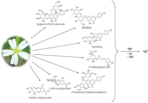 Phytochemical Synthesis Of Silver Nanoparticles And Their Antimicrobial Investigation On Cotton