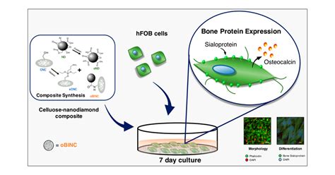 Assessing The Suitability Of Cellulose Nanodiamond Composite As A Multifunctional Biointerface