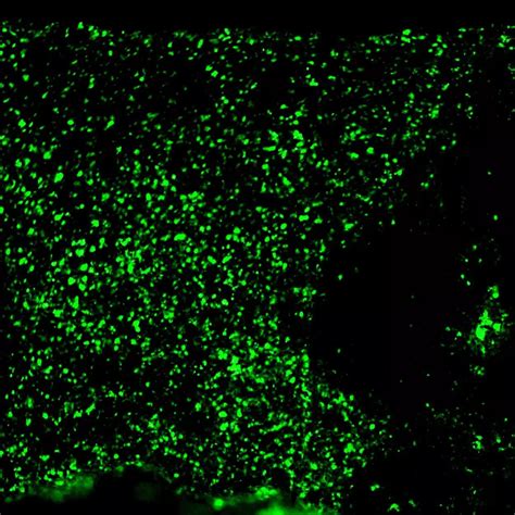 Cd68 Antibody Anti Mouse Miltenyi Biotec Usa