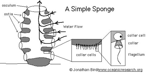 The Wonders Of The Seas Sponges