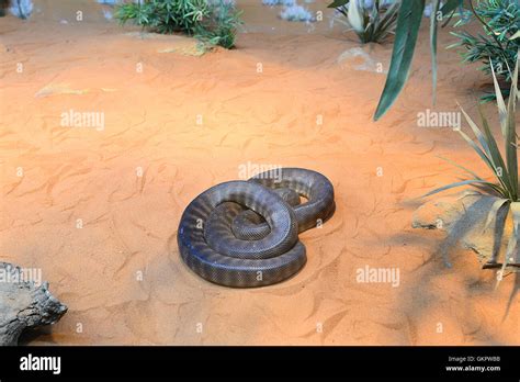 Woma Python Aspidites Ramsayi Or Ramsays Python Or Sand Python