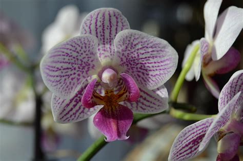 Орхидея Фото Цветов – Telegraph