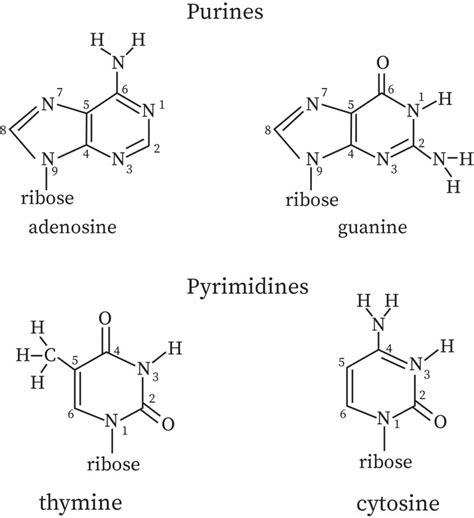 Guanine Nucleotide Structure