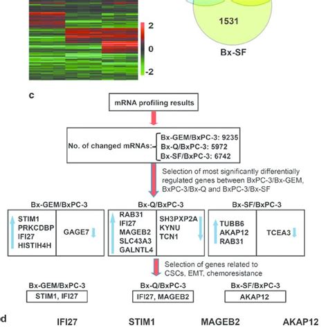 Gene Array Analysis Demonstrates Differentially Regulated Genes After