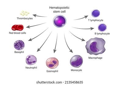 Hematopoietic Stem Cell Erythrocytes Leukocytes Thrombocytes Stock Vector Royalty Free