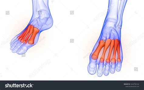 Metacarpals Joints Human Skeleton System Anatomy 库存插图 1644790102 Shutterstock