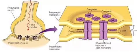 lecture 6 synaptic transmission flashcards quizlet