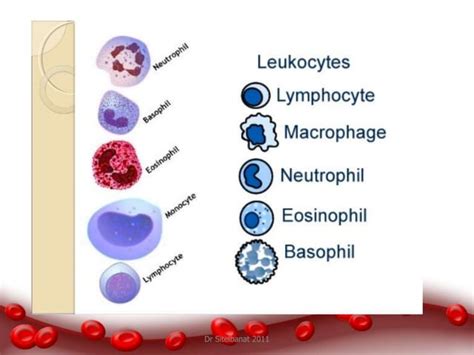 Blood Practical CBC PPTX