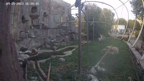 Eagles Object Detection Dataset By Eagles