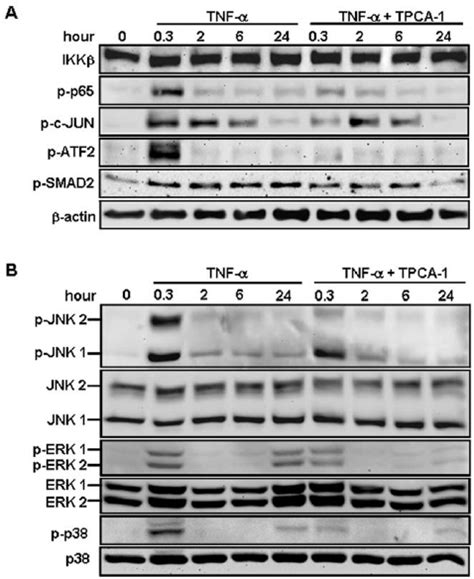 Inhibition Of Ikk B Prevents Tnf A Induced Activation Download Scientific Diagram