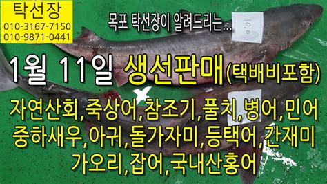 1월 11일판매 생선 자연산회 죽상어 참조기 풀치 병어 민어 중하새우 아귀 돌가자미 등택어 간재미 잡어 홍어 맛있게 드시고 항상 건강하세요