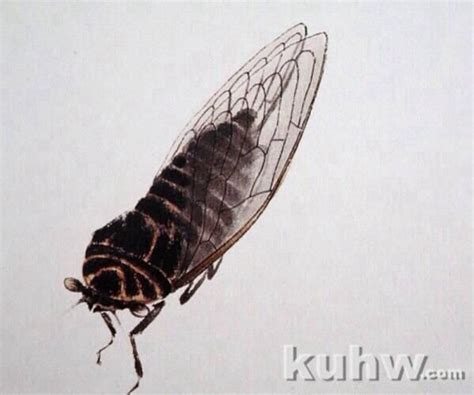 齐白石画蝉 酷画网