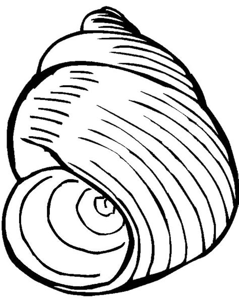 Snail Shell Drawing At GetDrawings Free Download