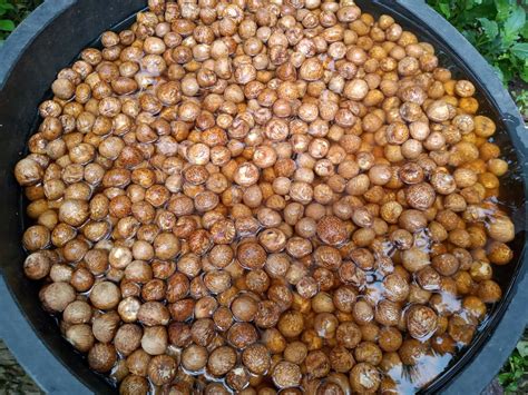 လိပ်သိုဒေသတွင် ကွမ်းသီးဈေးနှုန်း ကျဆင်းနေ၍ ဒေသခံကွမ်းသီးခြံပိုင်ရှင်များ ဈေးနှုန်း ပြန်လည်မြင့