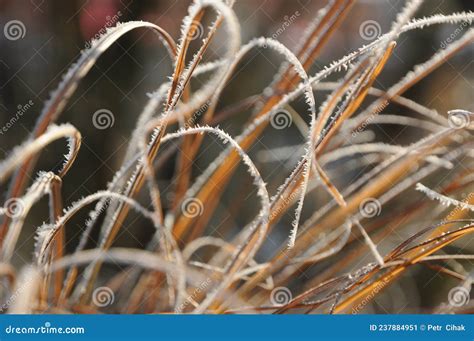 Bent Grass Background Stock Image 40084831