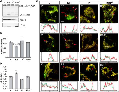 Phenformin Inhibits Mitophagy Induced By Mtor Inhibitors A Gst Lscs