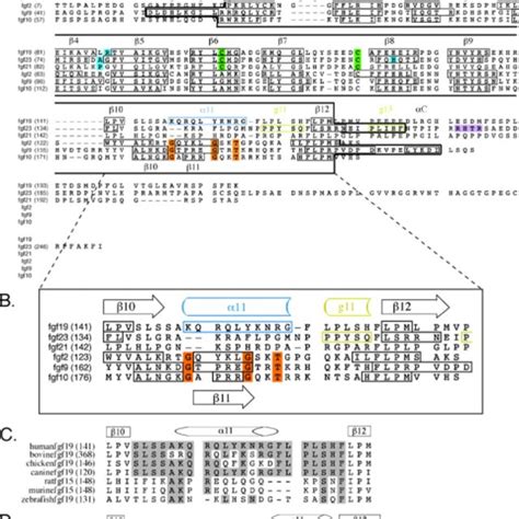 structure based sequence analysis of fgf19 and fgf23 a