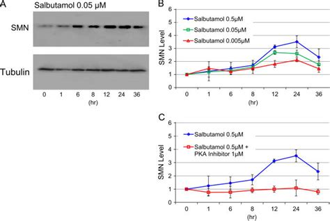 Smn Protein Expression In Salbutamol Treated Sma Fibroblast Cells