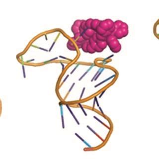 The Bulge Insertion Mode The Surface Of The RNA Cavity Shows The Download Scientific Diagram