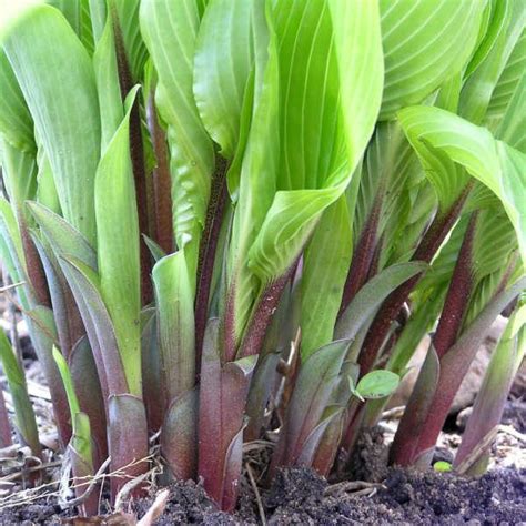 Hosta Red Cadet