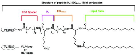 Structure Of Peptide Kn Eglinker Lipid Conjugates The Peptide Lipid