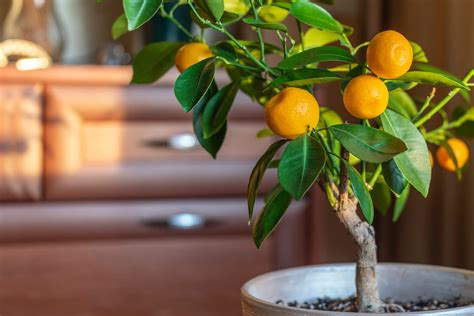 How To Bring An Outdoor Plant Inside Without Bugs Food Gardening Network