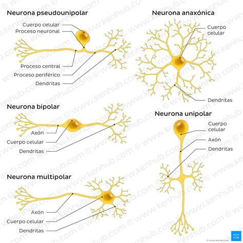 Tipos De Neuronas Kenhub
