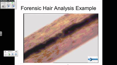 Forensic Hair Analysis Review Youtube