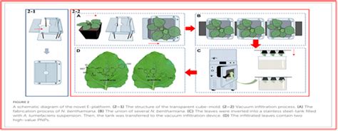 上海交通大学唐克轩课题组在植物转化领域取得重大成果 上海万柏生物科技有限公司