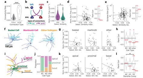 Anti Selective Inhibitory To Excitatory Connectivity A Local I To E Download Scientific