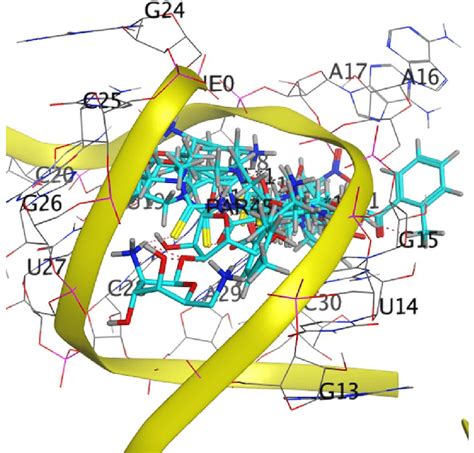 Superimposition Of Docked Ligands Inside The Active Site Of Rna Download Scientific Diagram