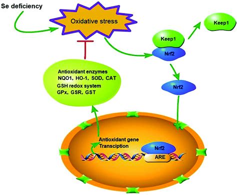 IMPORTANT NUTRIENTS FOR OUR HEALTH