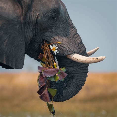 The Ghost Elephants Haunting Angola