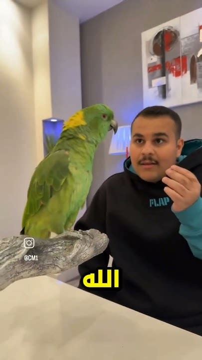 خواند قران توسط یک طوطی Youtube