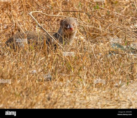 A Gray Indian Mongoose Is Pictured In A Lush Green Field Standing On Its Hind Legs With Its