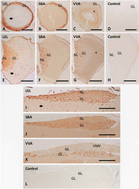binding patterns of lectins in the main olfactory bulb and the