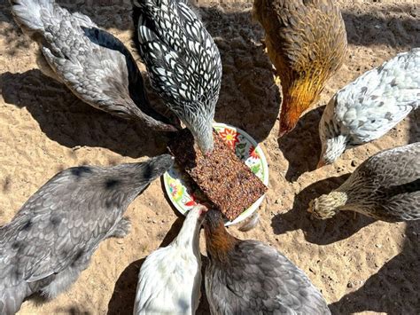 Best Diy Flock Block Recipe How To Make A Chicken Treat Block