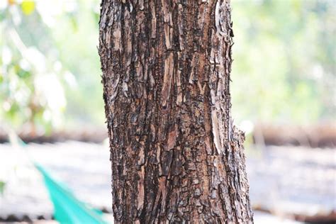 Wood Texture And Background Closeup Of Tree Trunk Bark Texture Stock Photo Image Of Mark