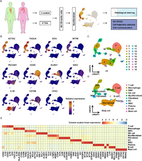 Single Cell Transcriptome Landscape Of Control And Taa Thoracic Aorta Download Scientific
