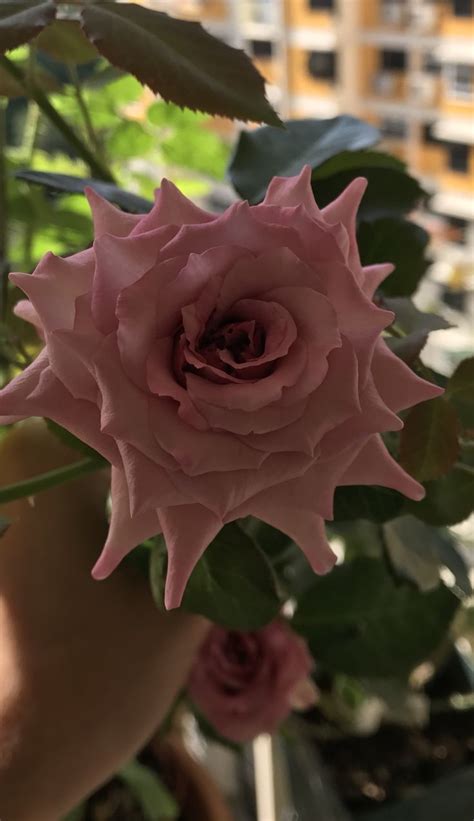 Bao Yu Beautiful Roses Garden Flowers