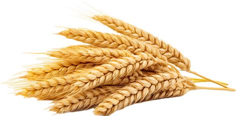 Ai Generated Wheat Grains Png 35062970 Png