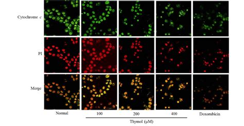 Immunocytochemical Localization Of Cytochrome C In Ags Cells