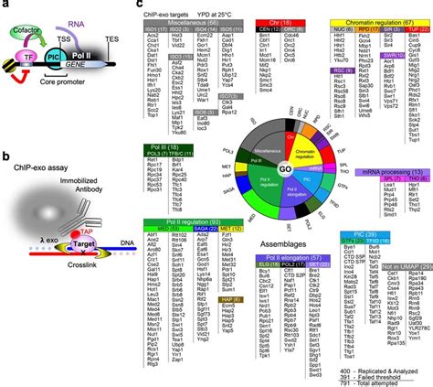 Chip Exo Targets Within Meta Assemblages A Simplified View Of Download Scientific Diagram