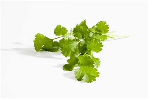 고수 못 먹는 이유 유전자에 비밀이 당신의 건강가이드 헬스조선